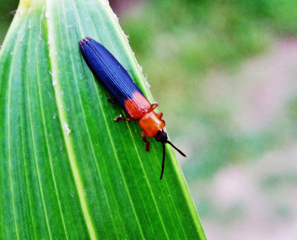 hispine leaf beetle | Project Noah