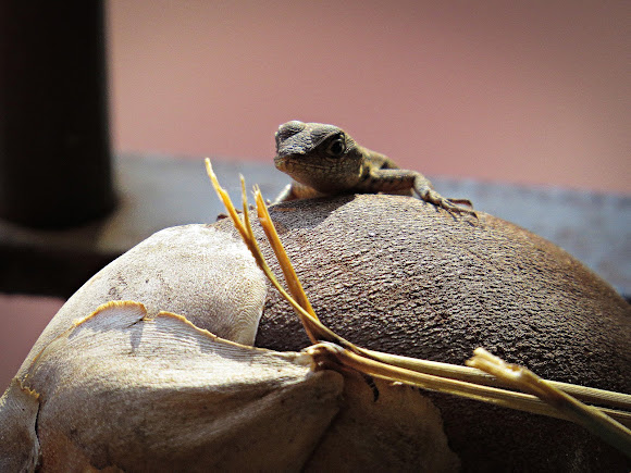 Calango | Project Noah