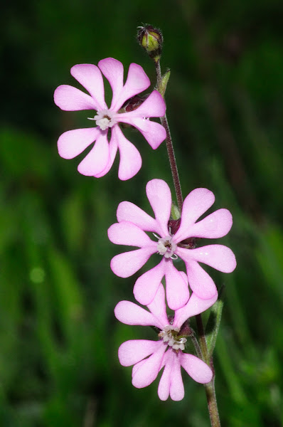 Silene colorata | Project Noah