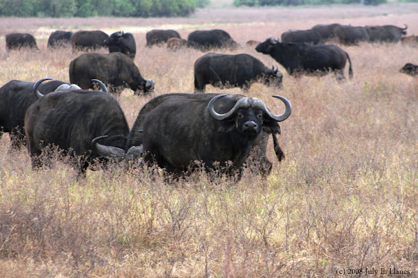 African Buffalo | Project Noah