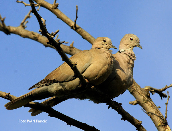 Collared Dove | Project Noah