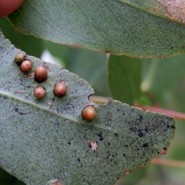 Immature male psyllid galls | Project Noah