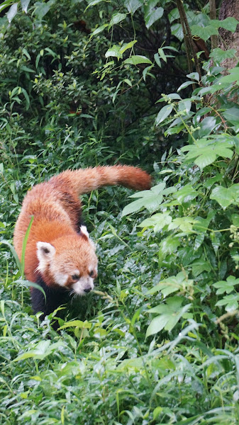 Red Panda | Project Noah