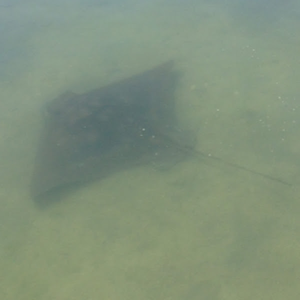 Australian Bull Ray | Project Noah