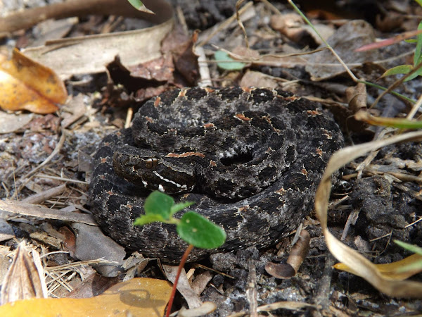 Dusky Pigmy Rattlesnake | Project Noah