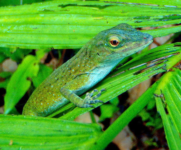 Neotropical Green Anole | Project Noah