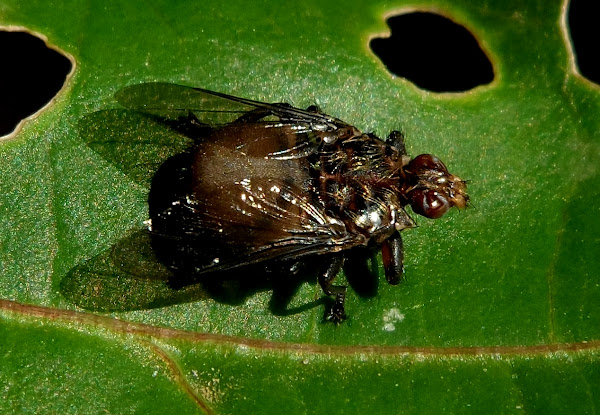 Louse fly | Project Noah