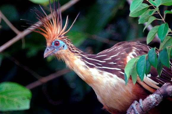 Hoatzin | Project Noah