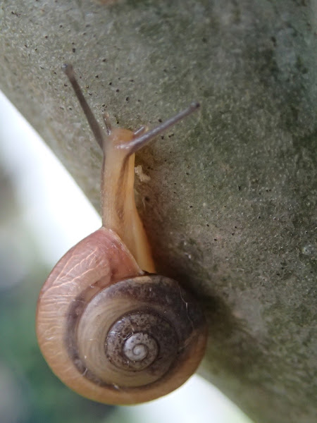 Snail | Project Noah