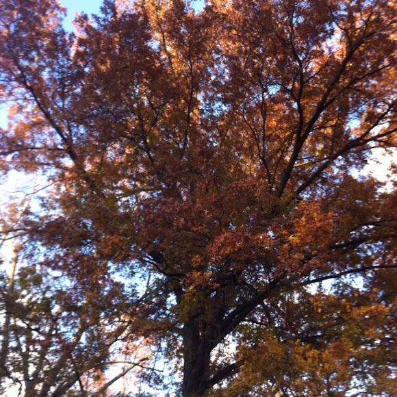 Cherrybark Oak | Project Noah