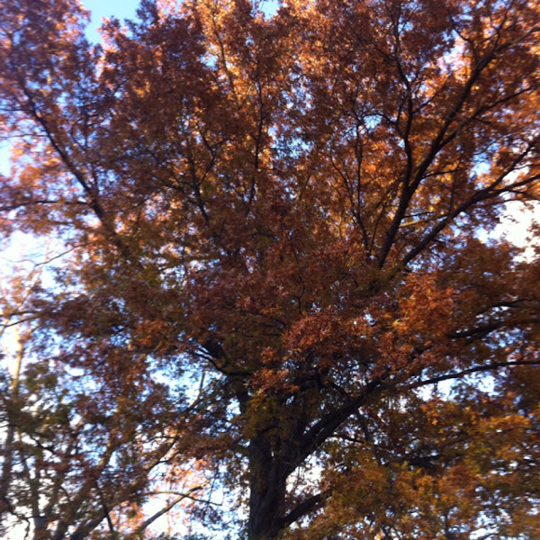 Cherrybark Oak | Project Noah