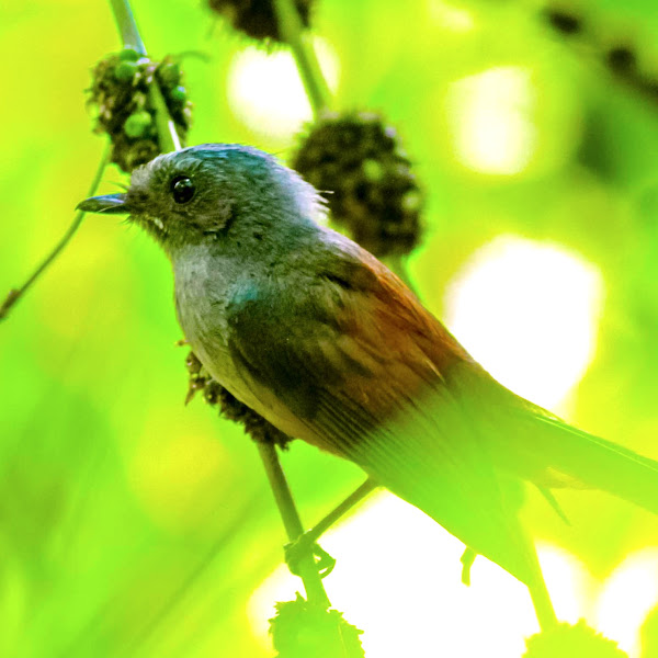 Blue-headed Fantail | Project Noah