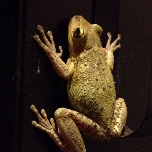Cuban Tree Frog | Project Noah