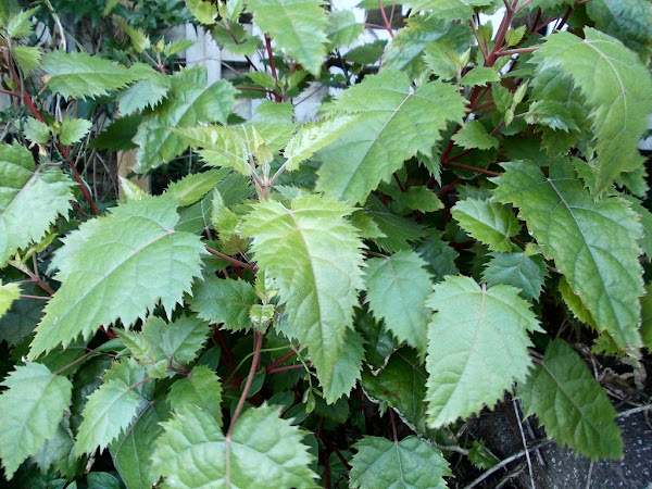 Makomako | Project Noah