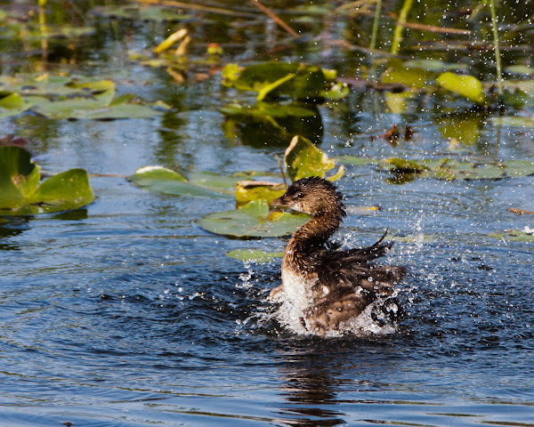 Pied-billed Grebe | Project Noah