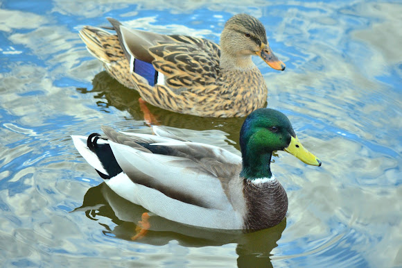 Drake & Hen Mallard | Project Noah