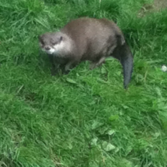 Cape clawless otter | Project Noah