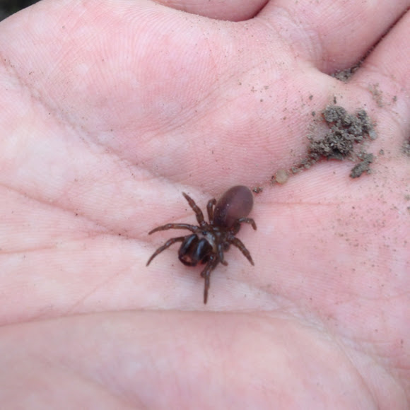 Purseweb spider | Project Noah