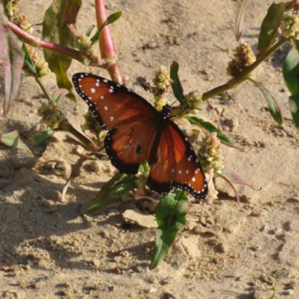 Queen | Project Noah