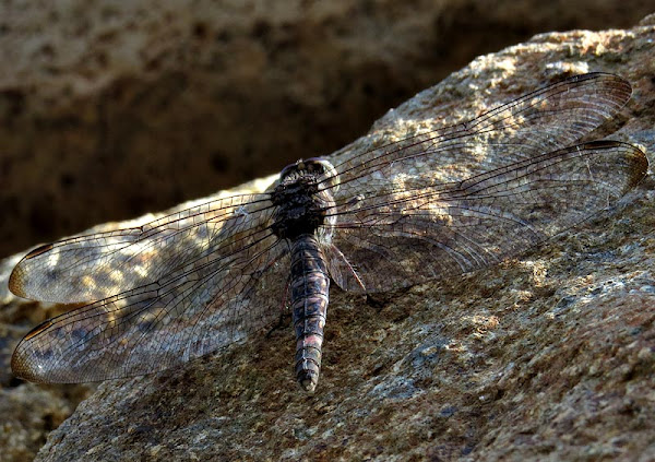 Horned Rock-dweller | Project Noah