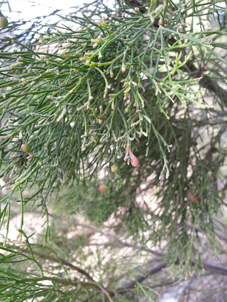 Native Cherry Tree | Project Noah