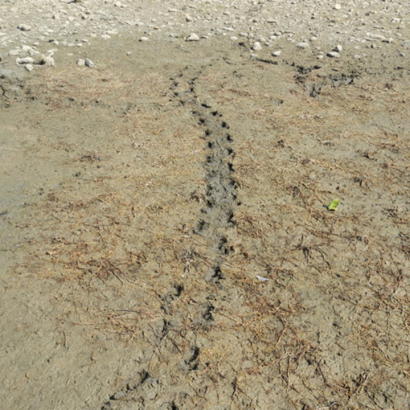 Common Snapping Turtle | Project Noah