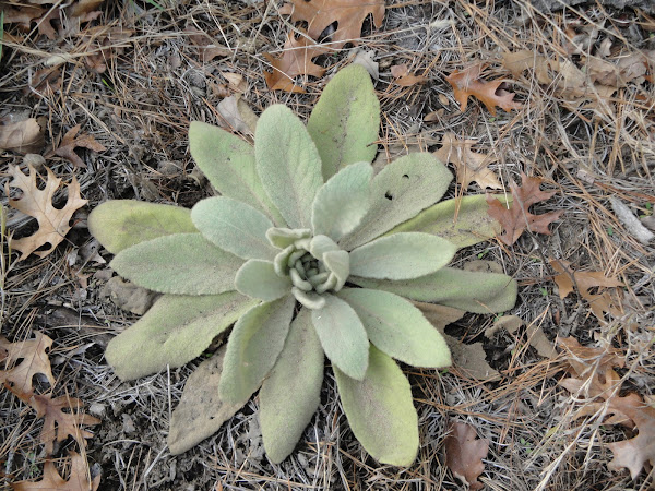 Common Mullein | Project Noah