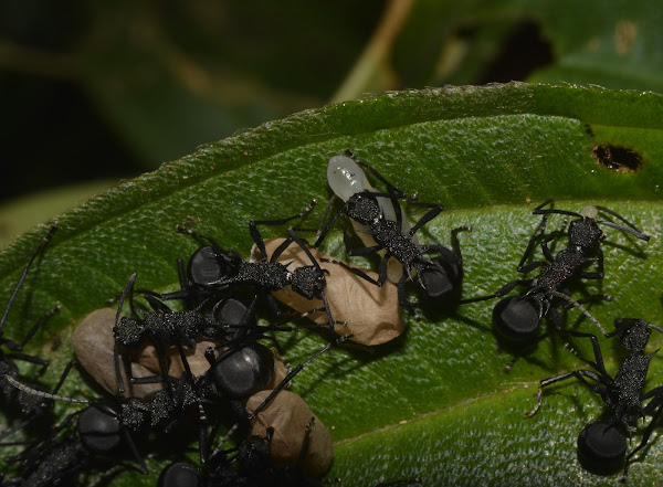 Spiny Ants | Project Noah