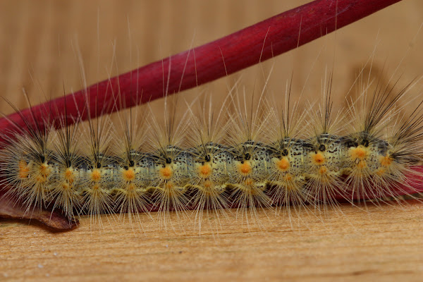 Fall Webworm | Project Noah