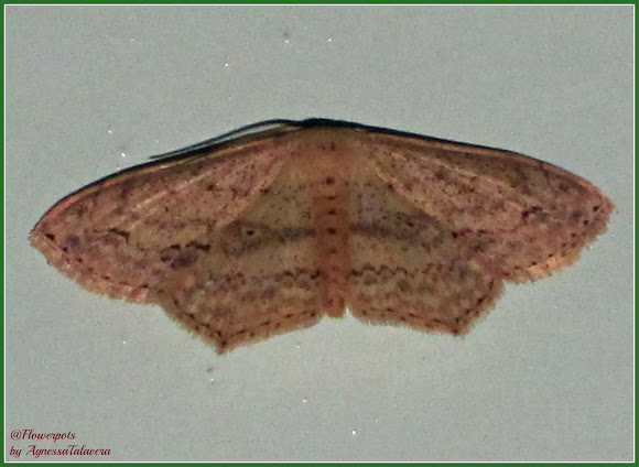 Geometrid Moth | Project Noah