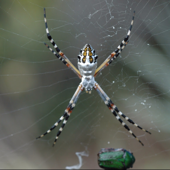 Florida Argiope | Project Noah