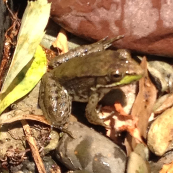 Northern Green Frog | Project Noah