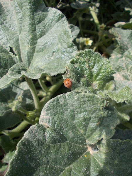 Bryony Ladybird | Project Noah