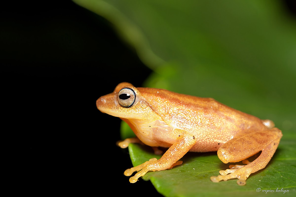 Blue-eyed Bush Frog | Project Noah