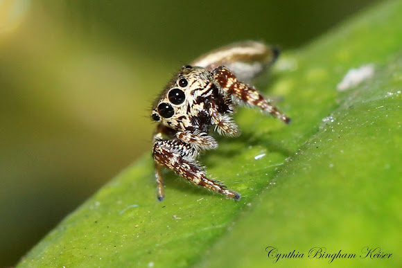 Jumping Spider | Project Noah