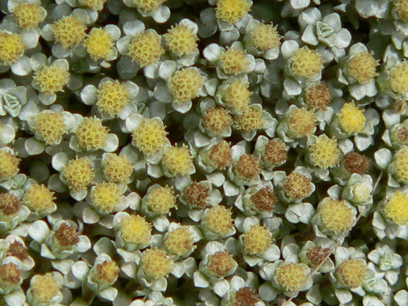 Scab weed | Project Noah