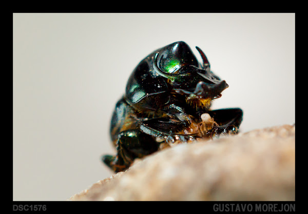 Escarabajo de cuernos curvos / Curved horns beetle | Project Noah