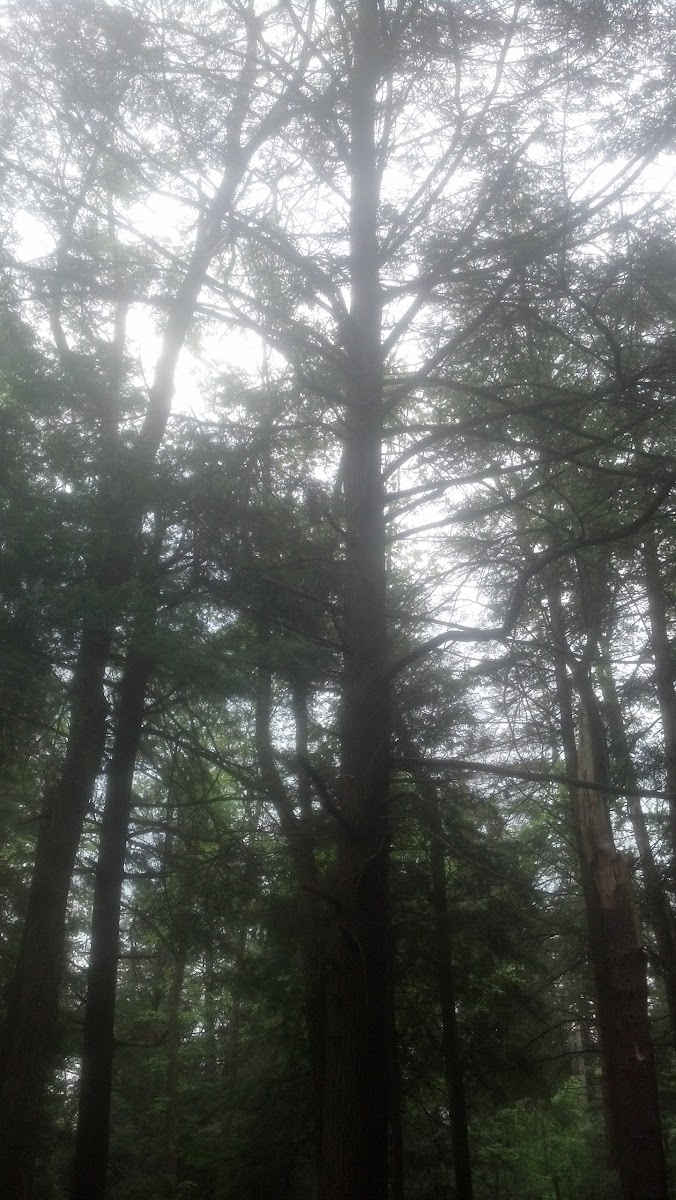 Hemlock tree | Project Noah