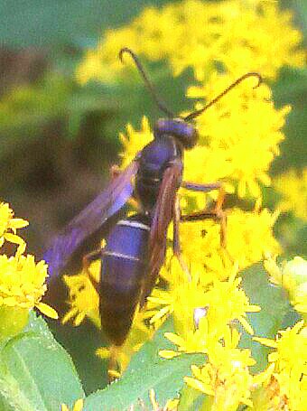 Spotting | Project Noah