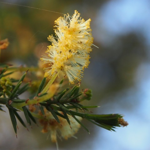 Prickly Moses | Project Noah