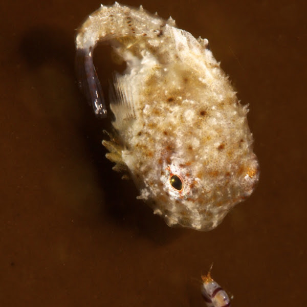 Pacific Spiny Lumpsucker | Project Noah