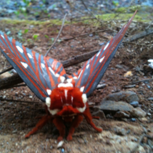 Aztec Citheronia | Project Noah