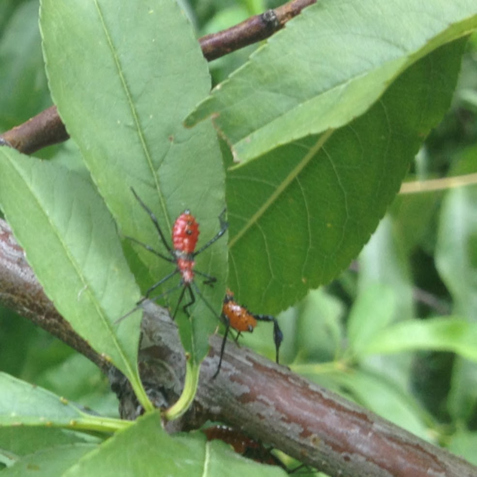 Milkweed Assassin Bug Nymphs | Project Noah