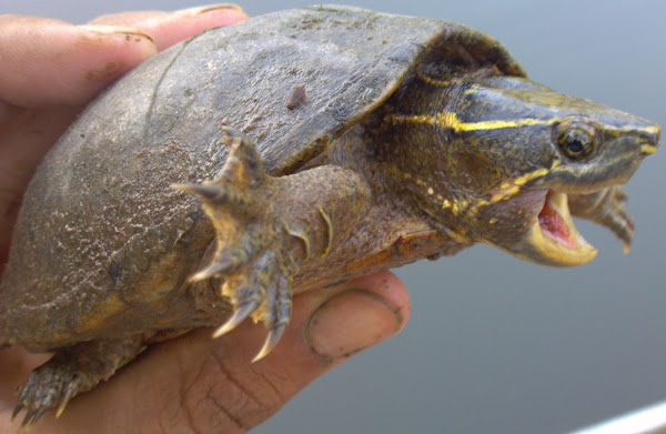 Stinkpot | Project Noah