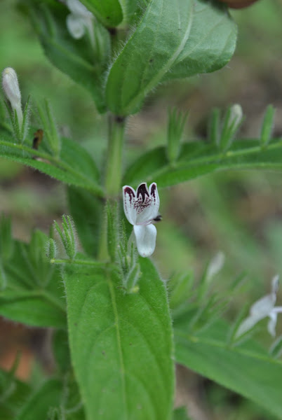 Bilabiate flower | Project Noah