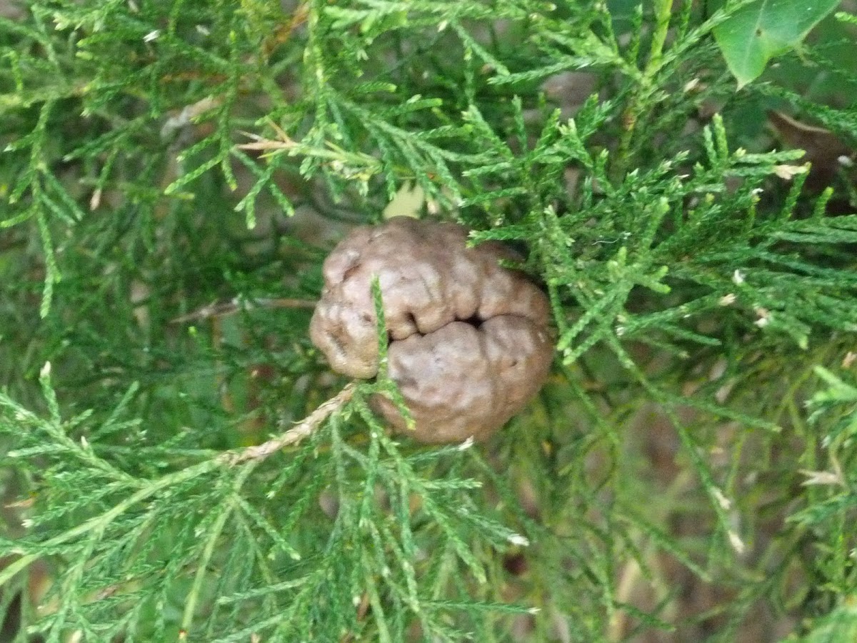 Cedar apple rust gall | Project Noah