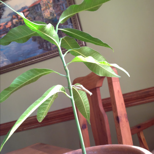 Mango tree | Project Noah