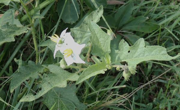 Horse Nettle | Project Noah