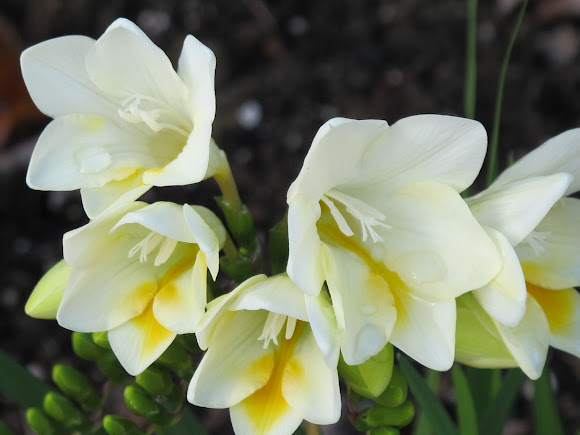 Fressia | Project Noah