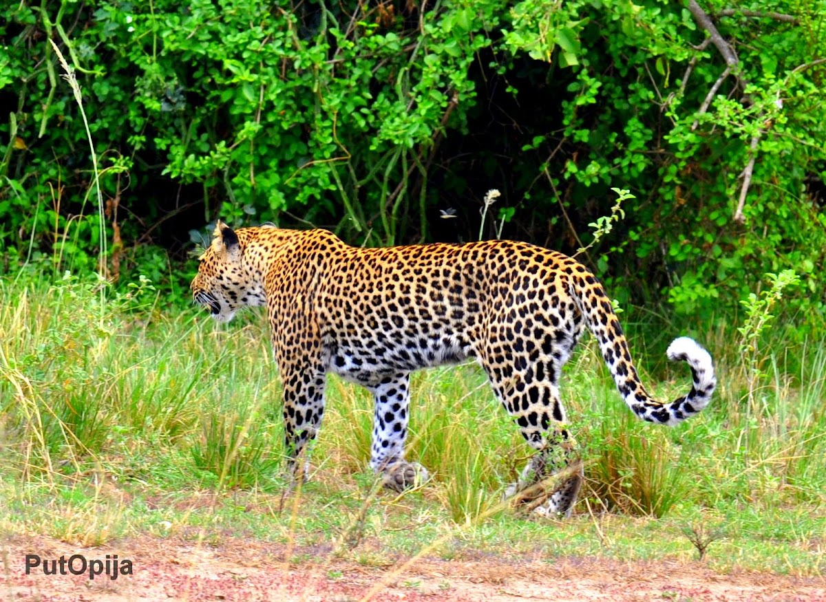 Leopard | Project Noah